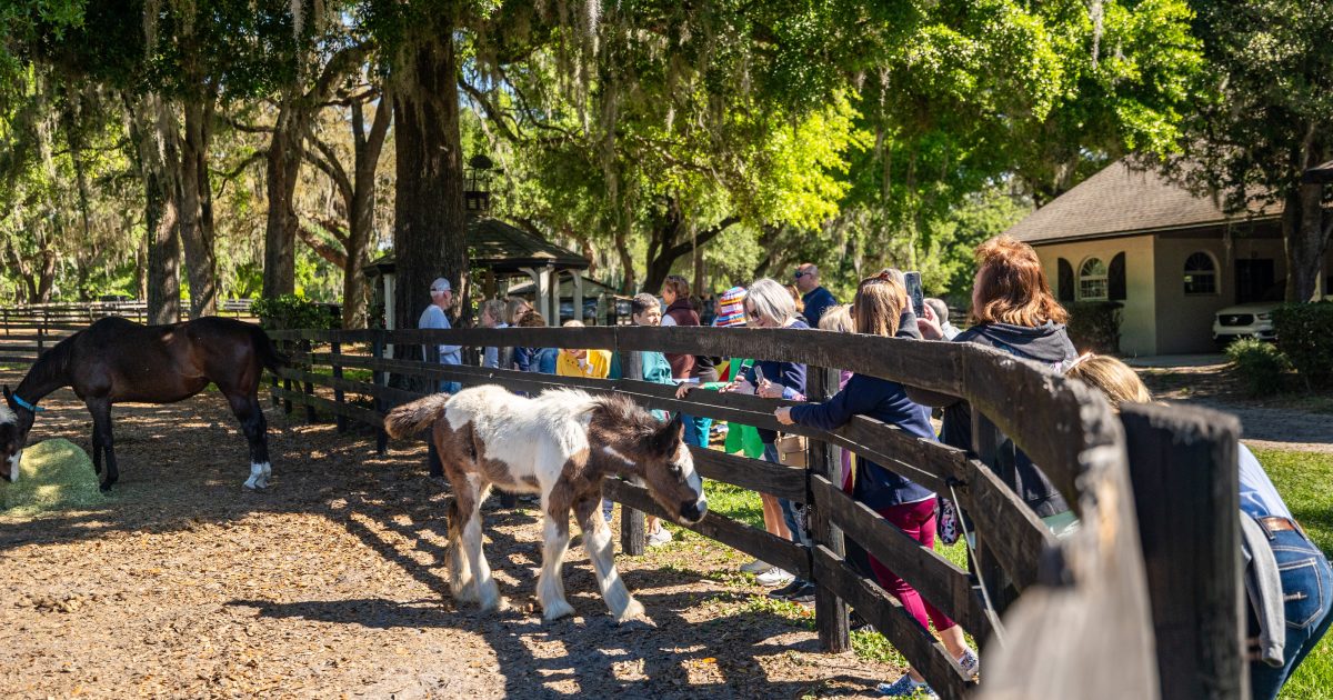 Gypsy Gold Farm: Marion Insider's Guide | Ocala / Marion County Florida