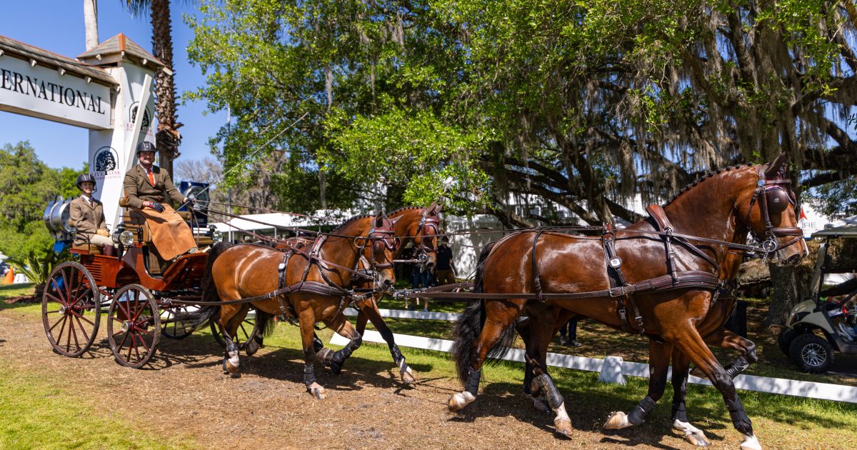 Ocala Horse Shows 2026 | Florida Horse Park Upcoming Events | Ocala ...