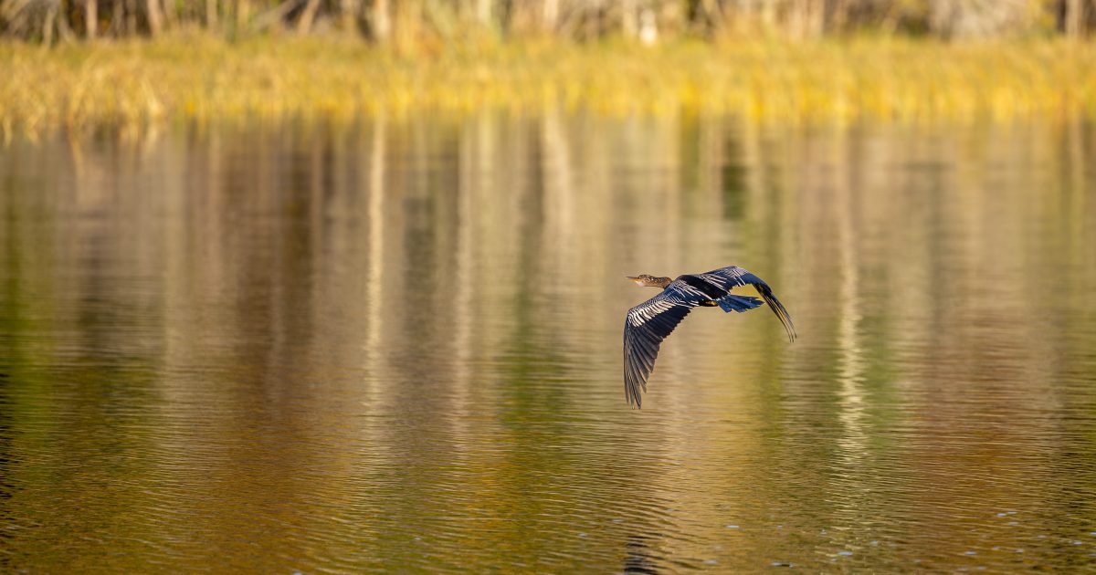 Birding & Bird Watching | Ocala / Marion County Florida