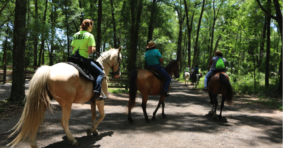 Horseback Riding for Beginners | Ocala / Marion County Florida | Ocala ...